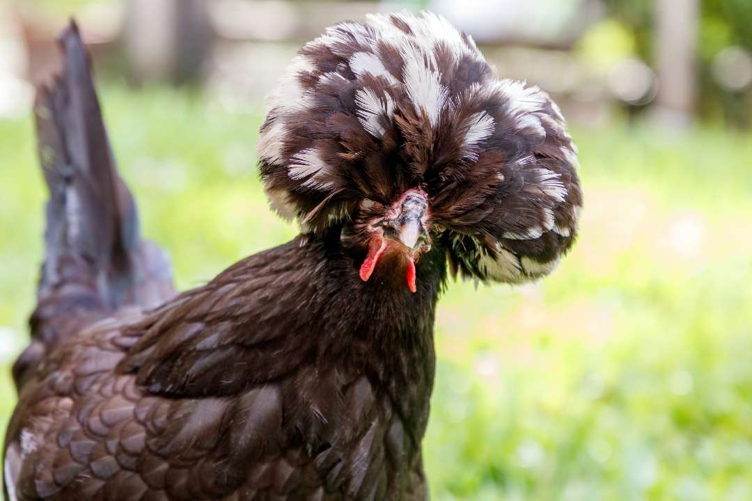 12+ Little Chickens for Your Backyard Flock