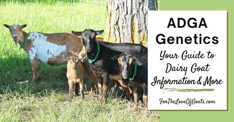 ADGA Genetics: Your Guide to Dairy Goat Information and More