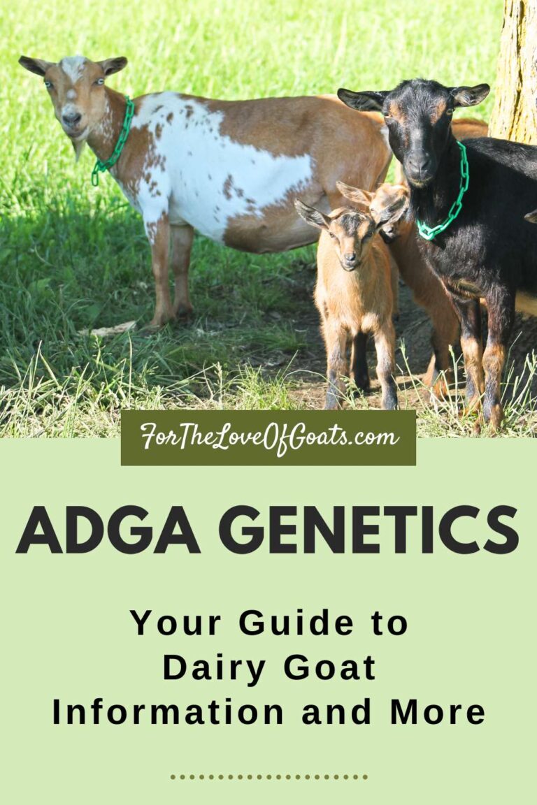 ADGA Genetics: Your Guide to Dairy Goat Information and More