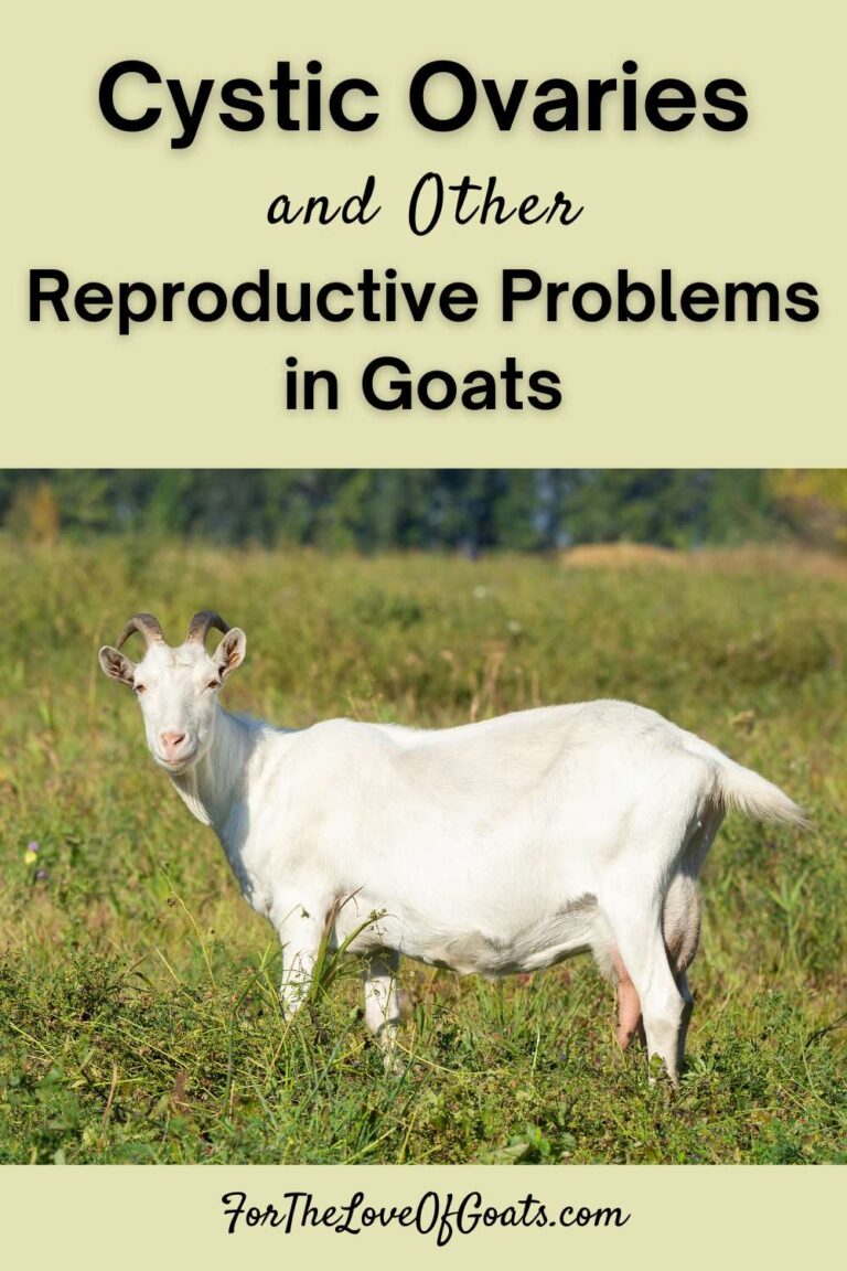 Cystic Ovaries and Other Reproductive Problems in Goats