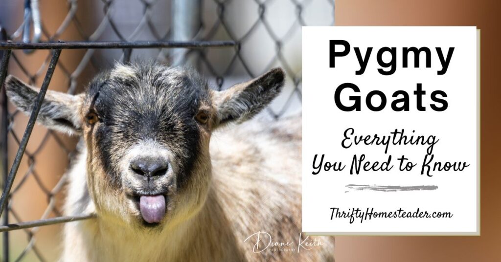 Pygmy Goats: Small Hooves, Big Hearts!