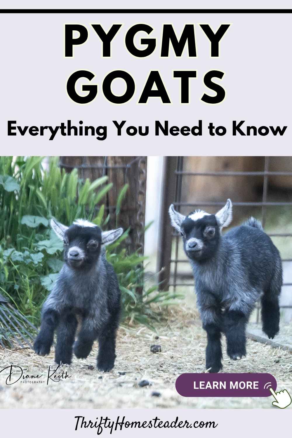 Pygmy Goats: Small Hooves, Big Hearts!