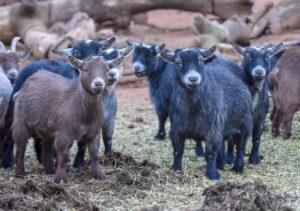 Pygmy Goats: Small Hooves, Big Hearts!