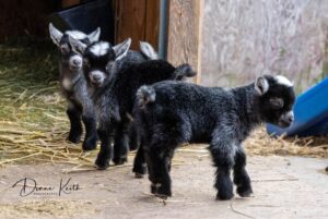 Pygmy Goats: Small Hooves, Big Hearts!
