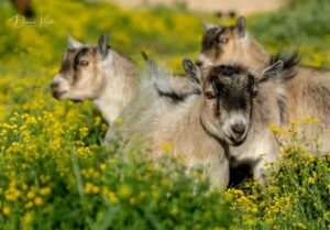 Pygmy Goats: Small Hooves, Big Hearts!