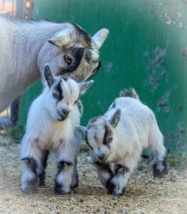 Pygmy Goats: Small Hooves, Big Hearts!
