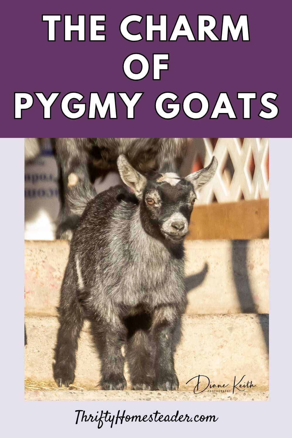 Pygmy Goats: Small Hooves, Big Hearts!