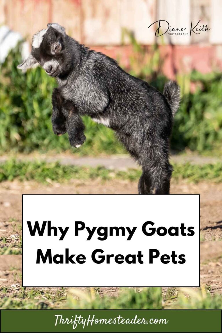 Pygmy Goats: Small Hooves, Big Hearts!
