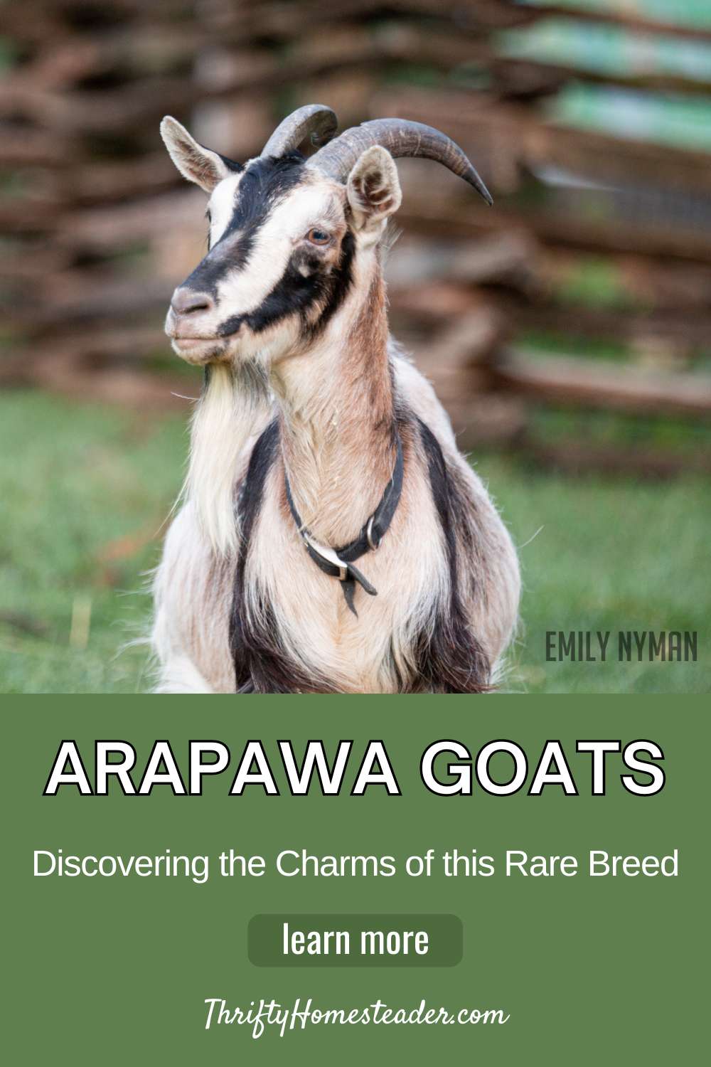 Arapawa Goats: Discovering the Charms of this Rare Breed