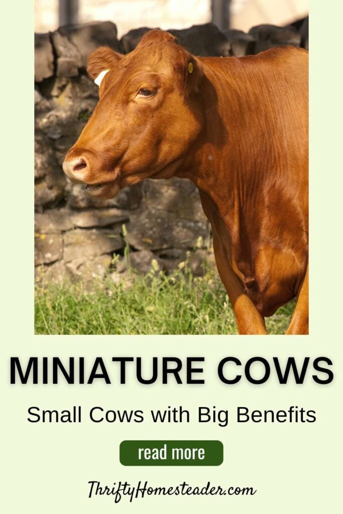 Miniature Cows: Small Cows with Big Benefits