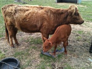 Miniature Cows: Small Cows with Big Benefits
