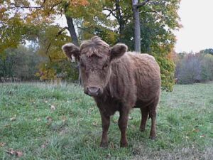Miniature Cows: Small Cows with Big Benefits