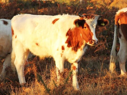 Miniature Cows: Small Cows with Big Benefits