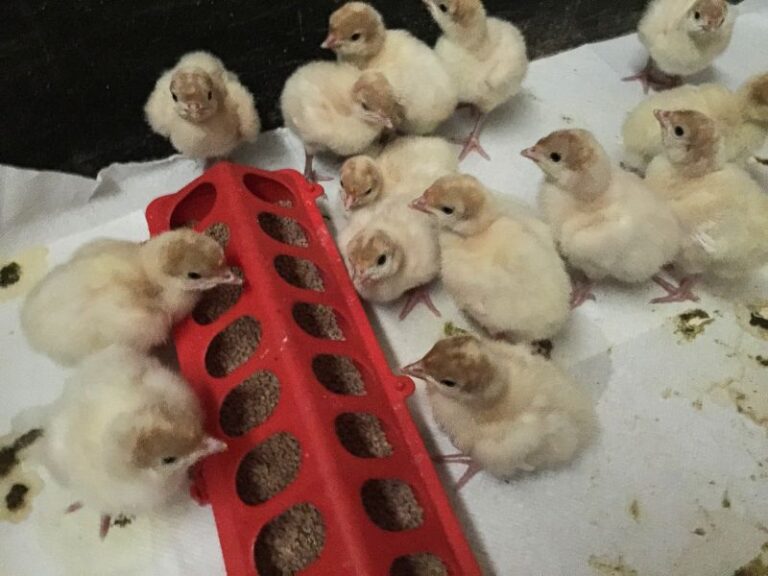 Hatching Chicken Eggs: A Step-by-Step Guide