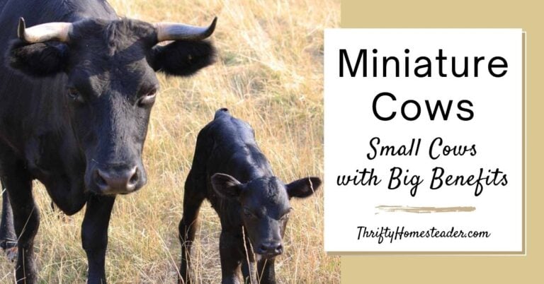 Miniature Cows: Small Cows with Big Benefits