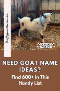 600+ Goat Names for Does, Bucks, and Groups