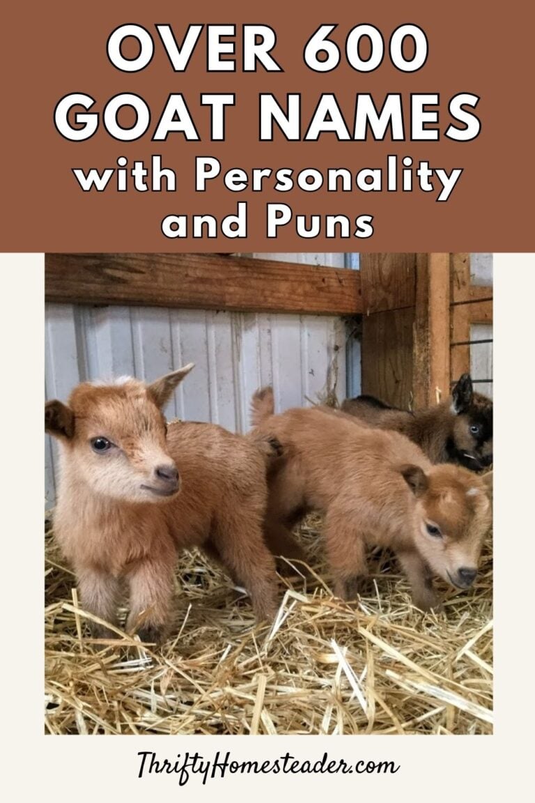 600+ Goat Names for Does, Bucks, and Groups