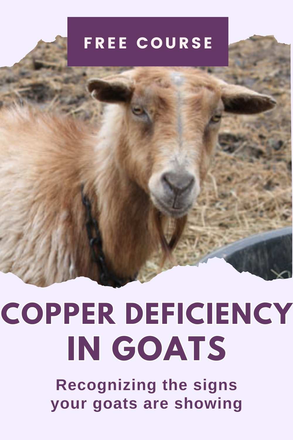 Goat Minerals: Why, What, and How