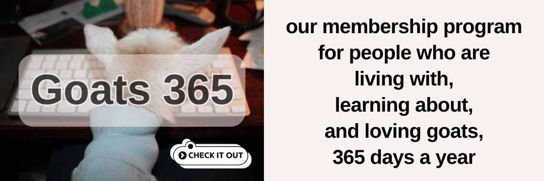 Red Cell for Goats: Study Examines Its Effectiveness