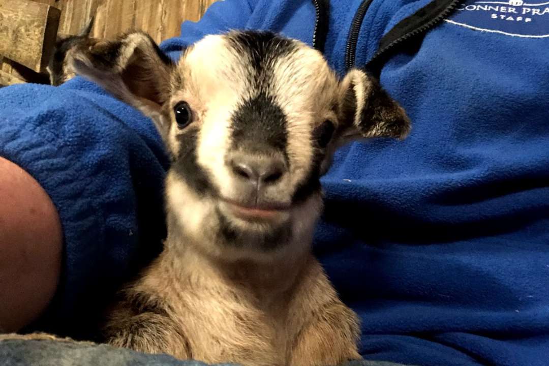 Creating a Website for Your Goats