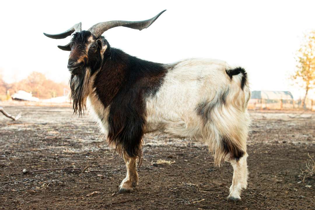 Creating a Website for Your Goats