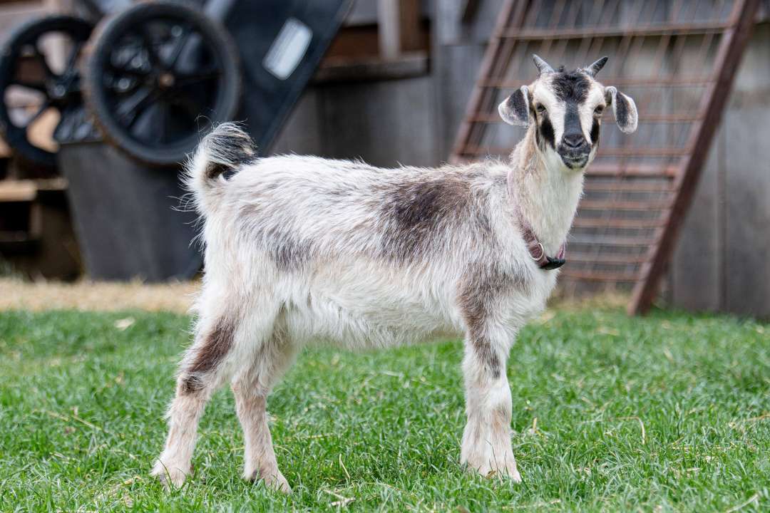 Creating a Website for Your Goats