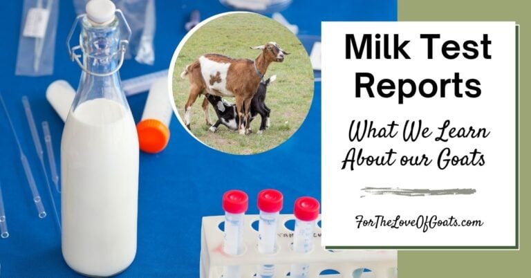 Milk Test Reports: What We Learn About our Goats