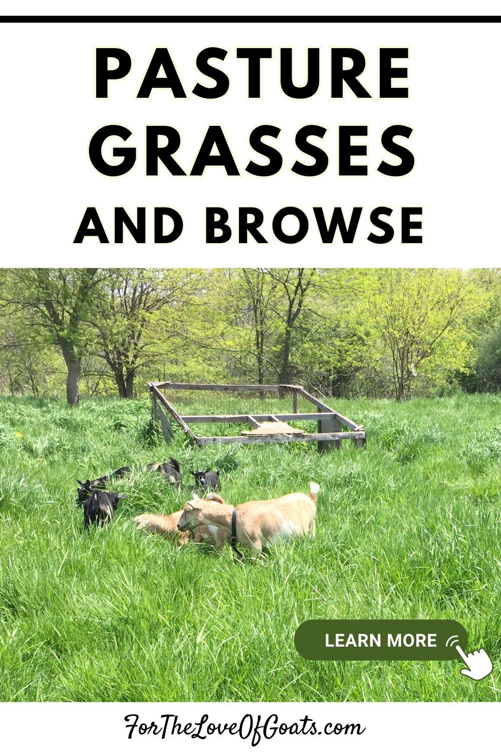 Pasture Grasses and Browse