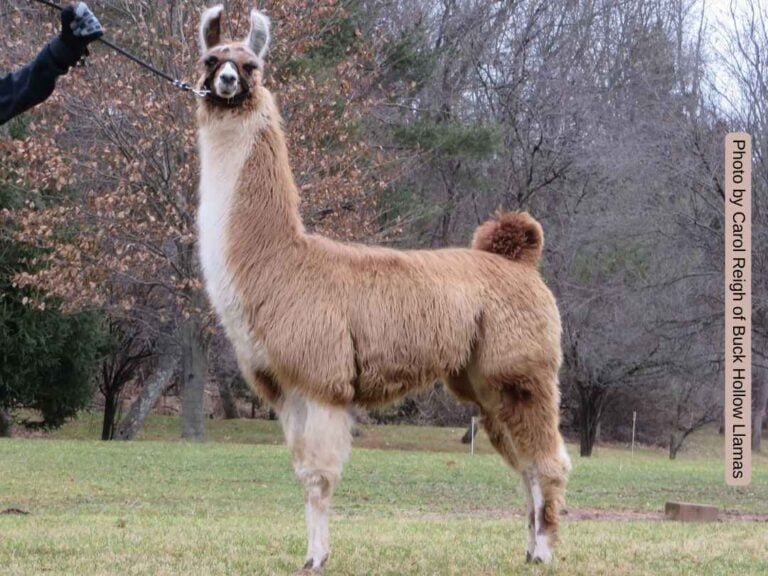 Guardian Llamas: A Conversation with an Expert