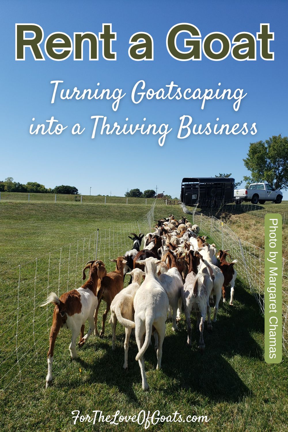 Rent a Goat: Turning Goatscaping Into a Thriving Business