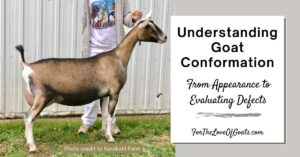 Understanding Goat Conformation: From Appearance to Evaluating Defects ...