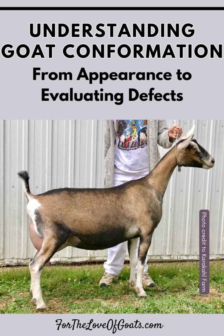 Understanding Goat Conformation: From Appearance to Evaluating Defects Understanding Goat ...