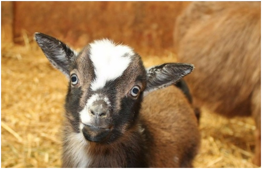 Welcome to The Goat Academy! - The Thrifty Homesteader