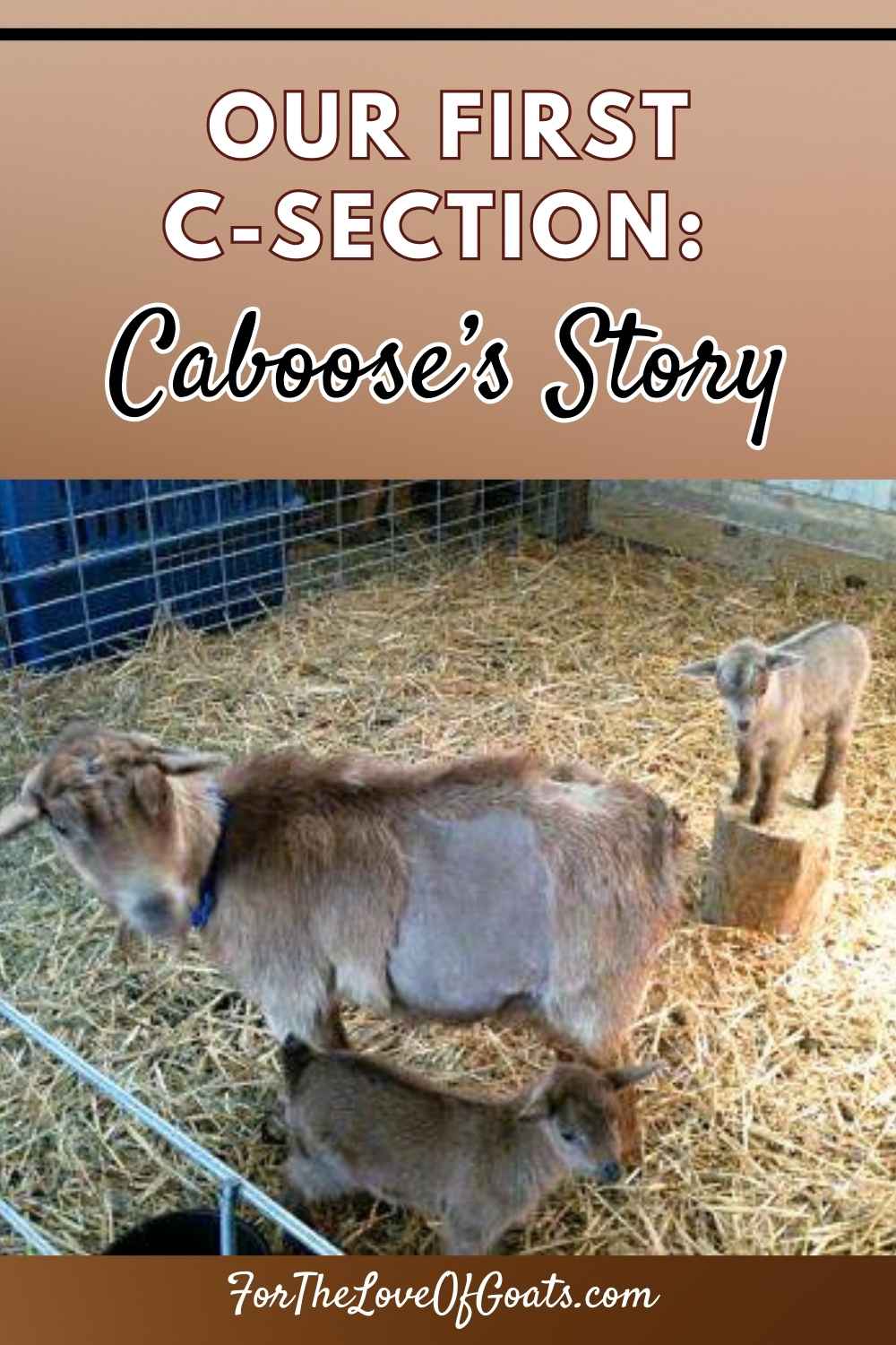 Our First C-section: Caboose’s Story