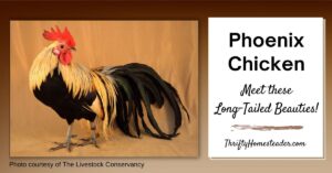 Phoenix Chicken: Meet these Long-Tailed Beauties!