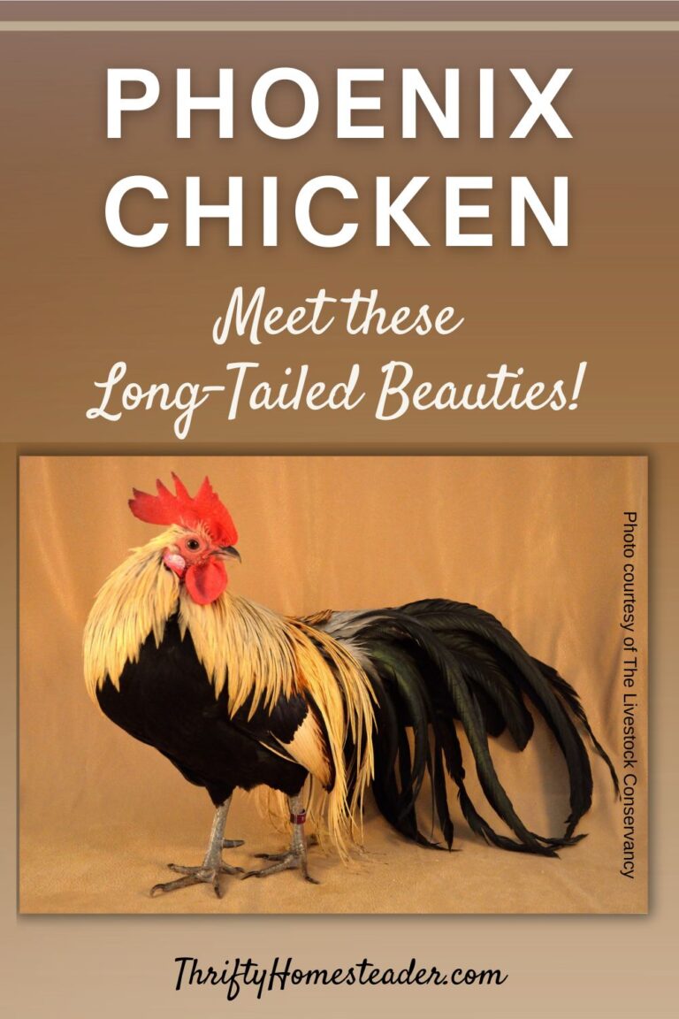 Phoenix Chicken: Meet these Long-Tailed Beauties!