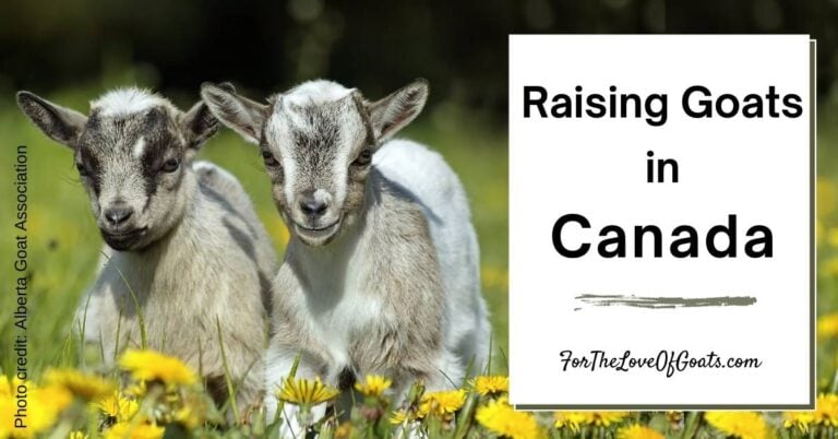 Raising Goats in Canada