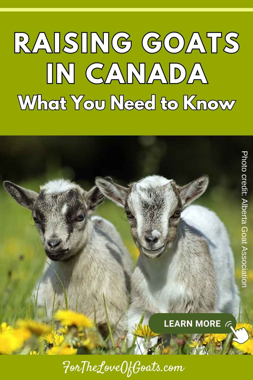 Raising Goats in Canada