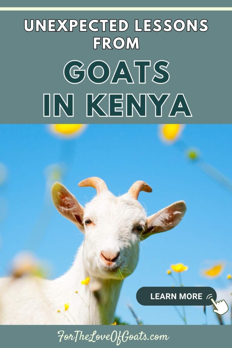An American's Experience with Goats in Kenya