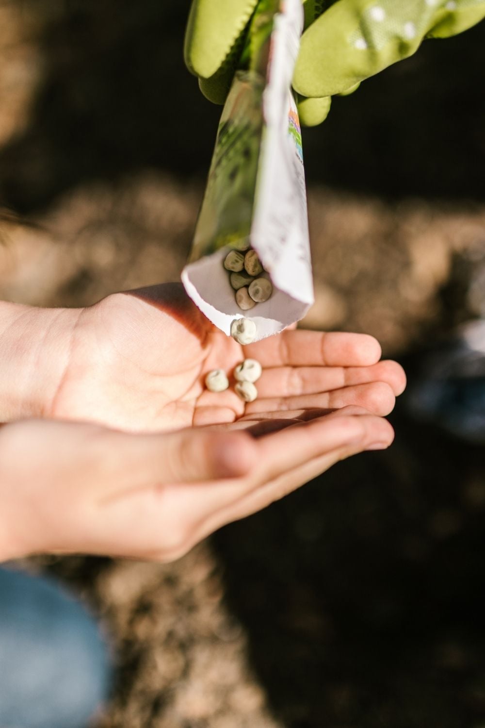 How to Plant Vegetable Seeds: A Complete Guide for First-Time Gardeners