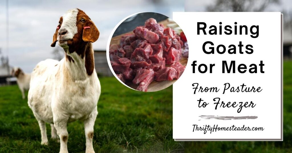 Raising Goats for Meat: From Pasture to Freezer