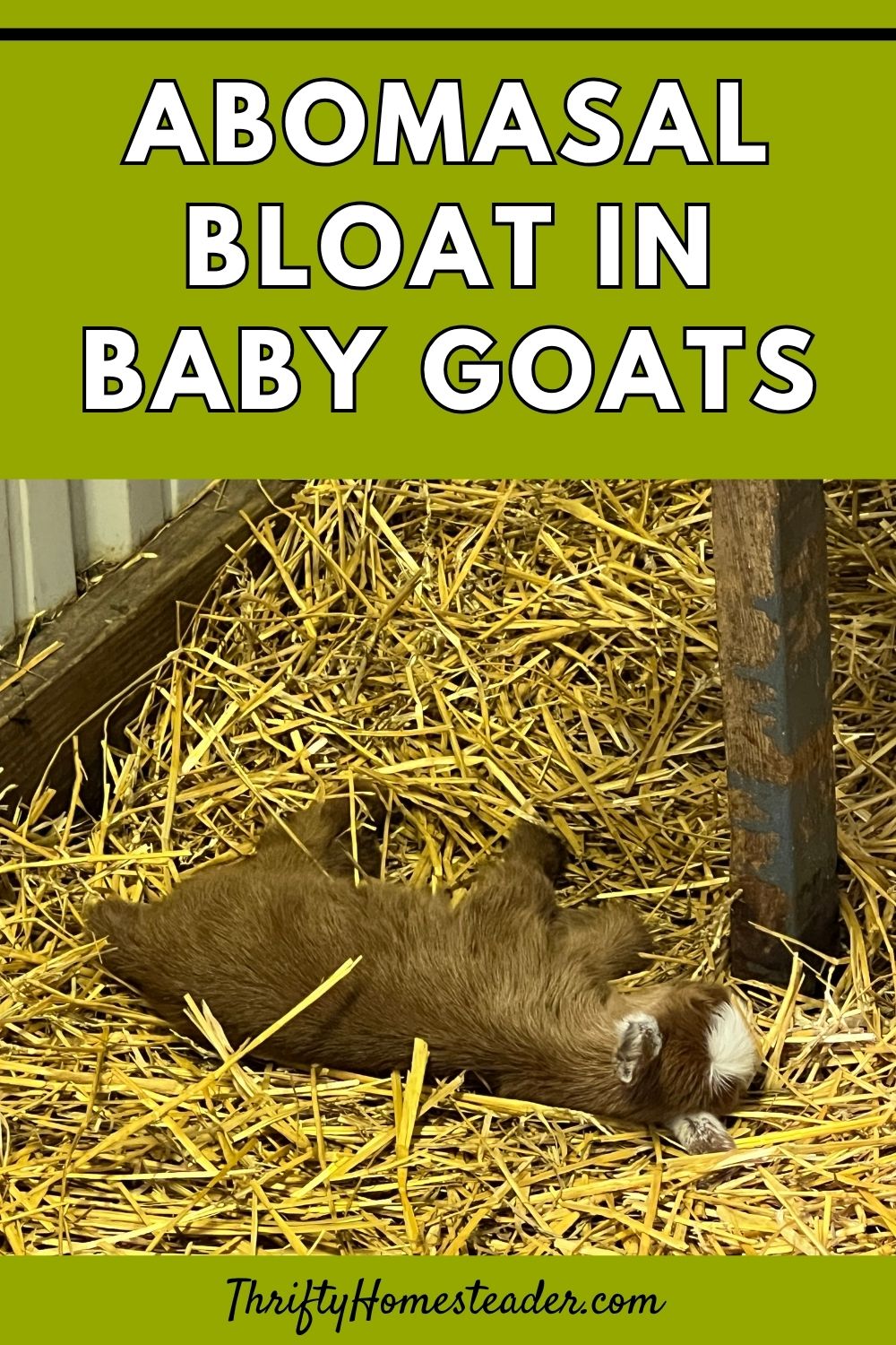 Abomasal Bloat in Baby Goats