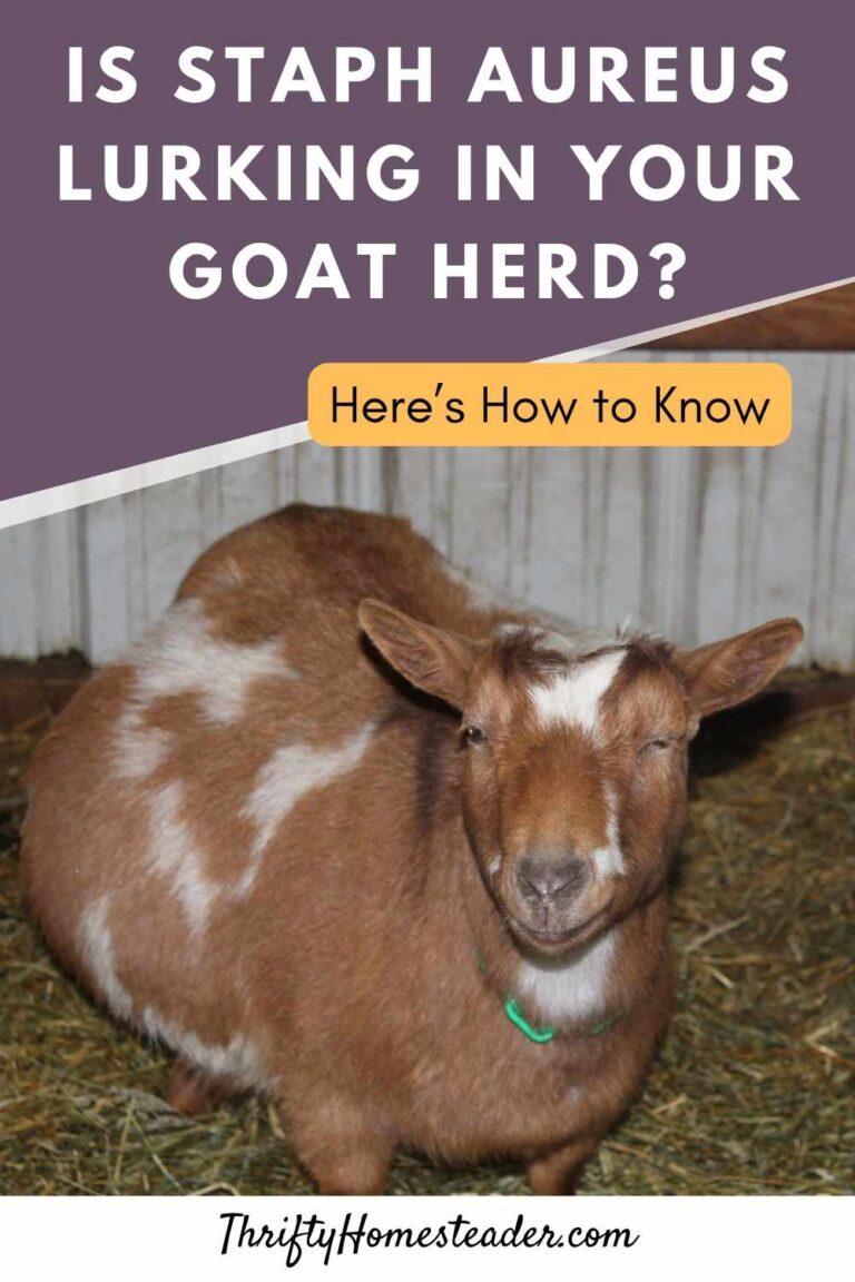 Staphylococcus aureus in Goats: Causes, Symptoms, and Prevention