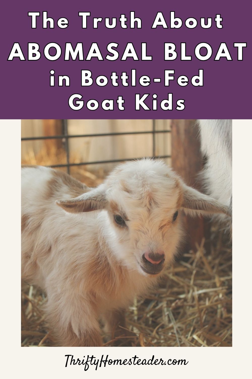 Abomasal Bloat in Baby Goats