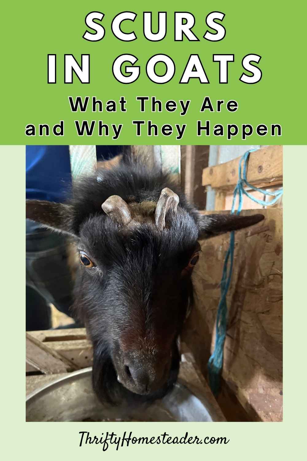Understanding Scurs in Goats