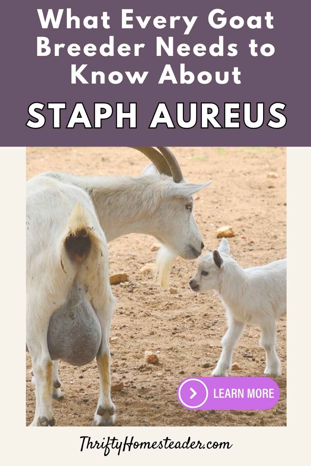 Staphylococcus aureus in Goats: Causes, Symptoms, and Prevention