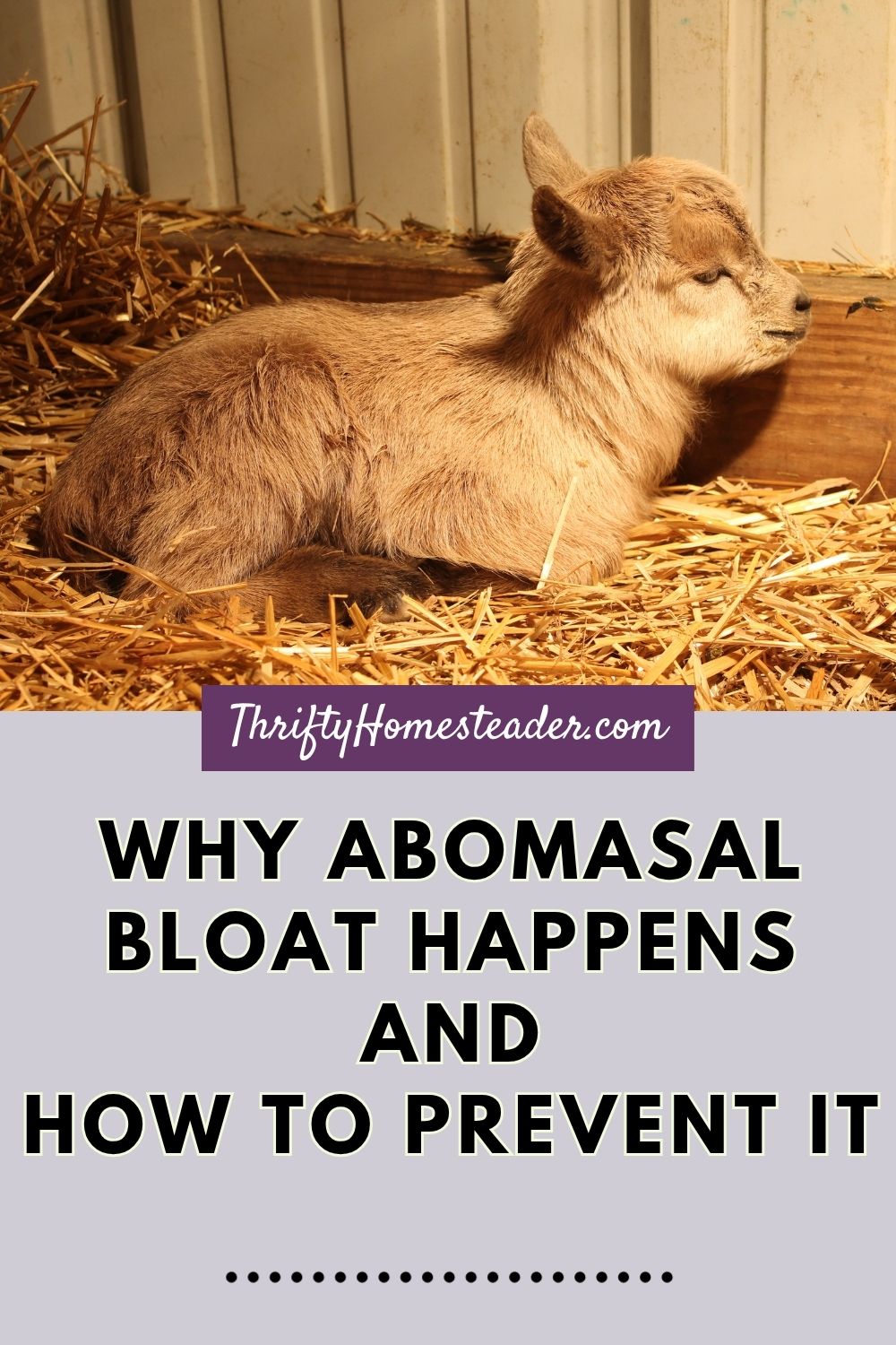 Abomasal Bloat in Baby Goats