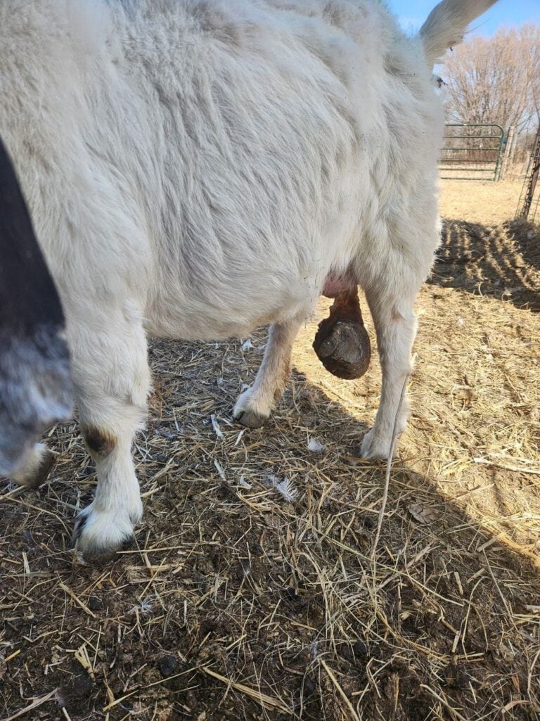 Staphylococcus aureus in Goats: Causes, Symptoms, and Prevention