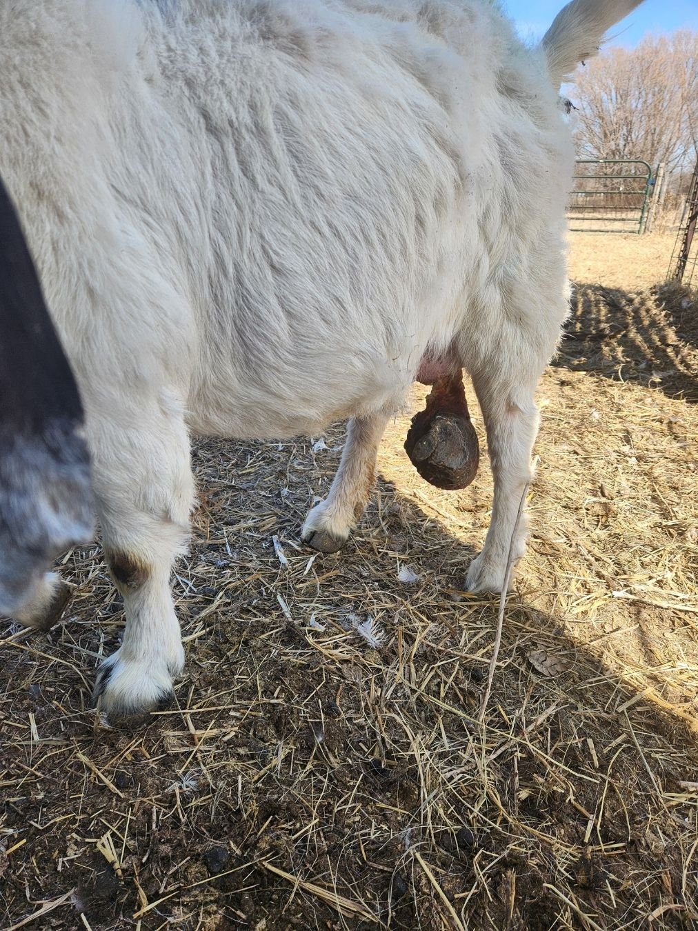 Staphylococcus aureus in Goats: Causes, Symptoms, and Prevention