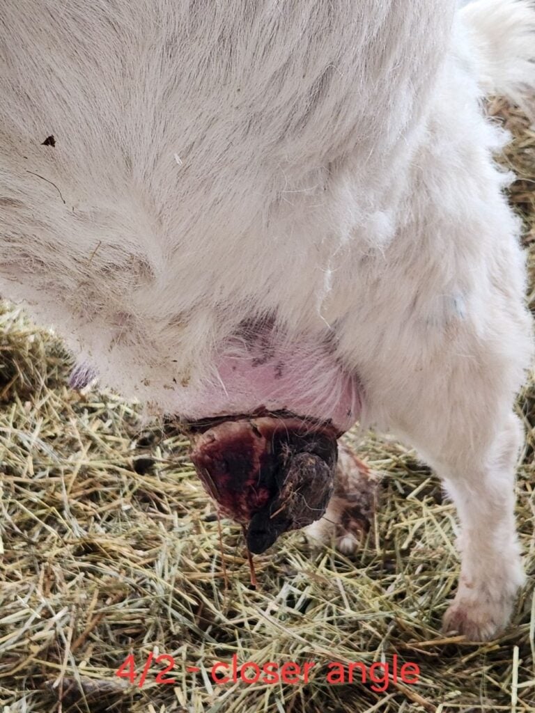 Staphylococcus aureus in Goats: Causes, Symptoms, and Prevention